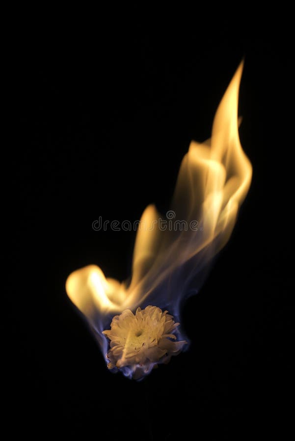 Hot Flower Burned with Fire on Black Background Stock Photo - Image of ...