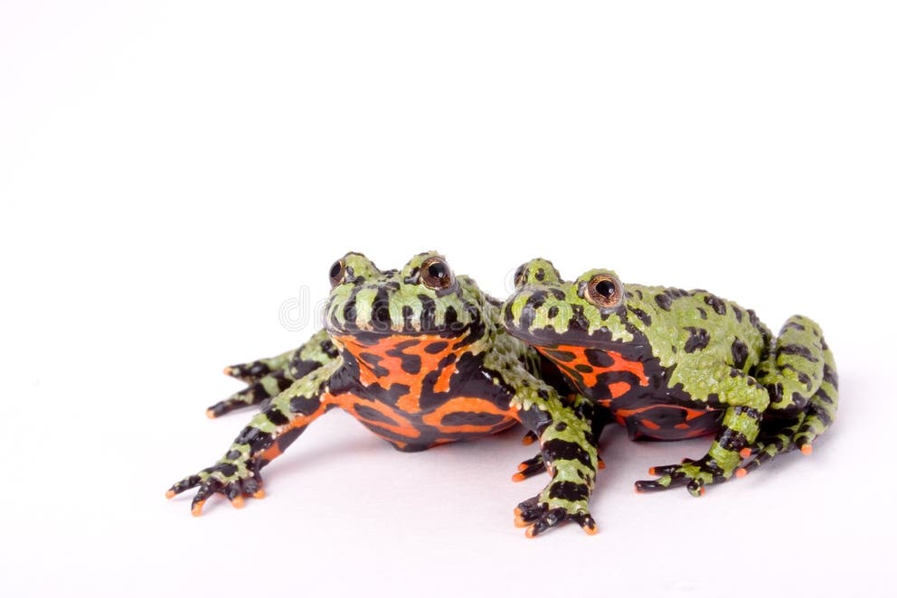 Hot Frogs! stock image. Image of look, life, isolated - 1221557