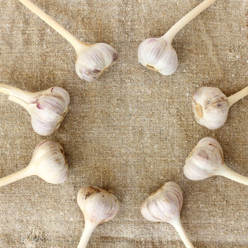 Hot garlic sun stock photo. Image of nutrient, group - 92465742