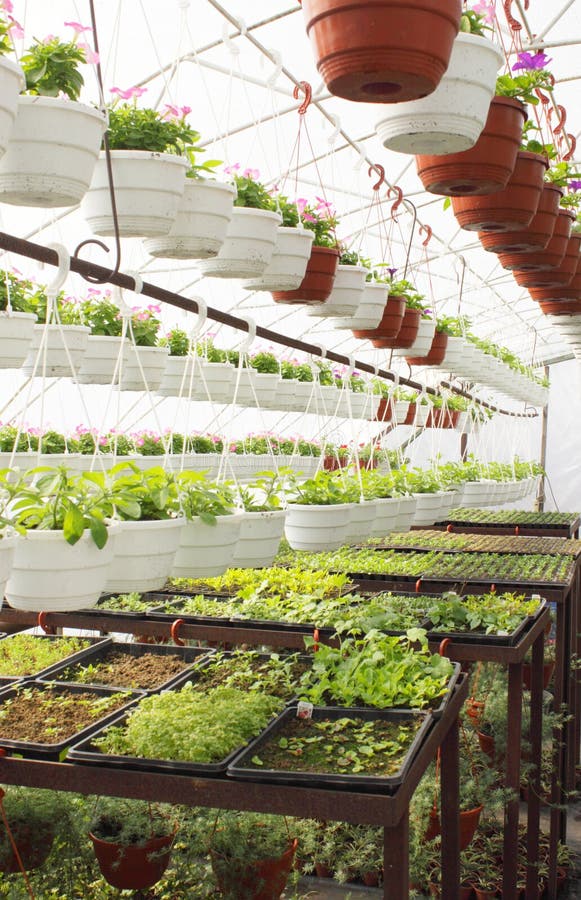 Hot-house plants stock image. Image of horticulture, center - 14377031