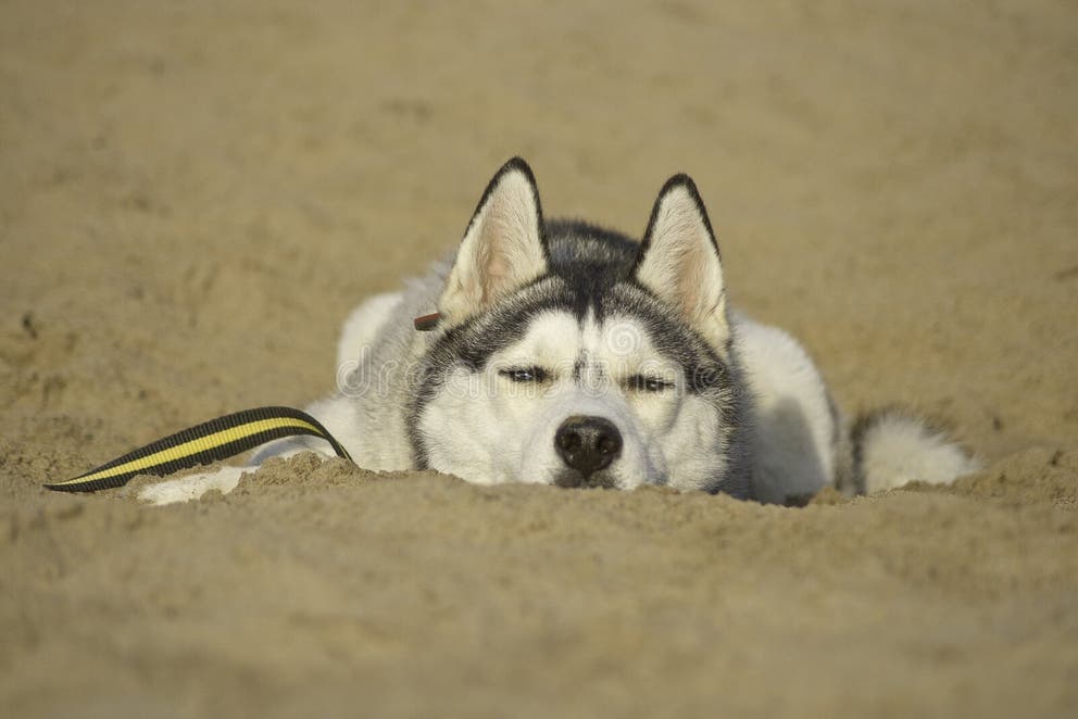 Hot, Husky Dog Lying in the Sand Stock Image - Image of wolf, self ...