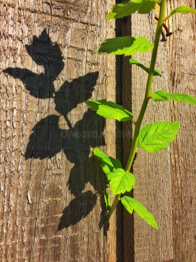 Hot midday shadow stock image. Image of midday, plants - 119486251