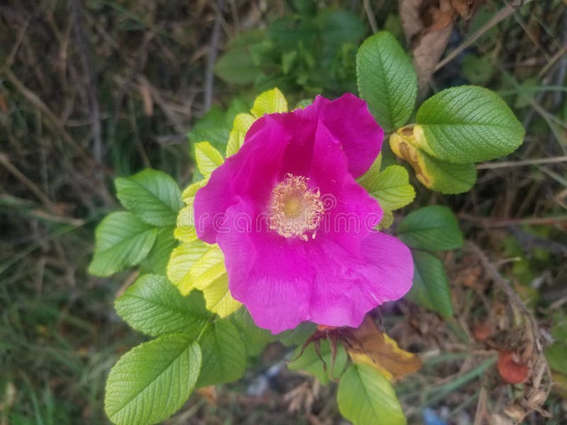 Hot Neon Pink Flower stock image. Image of blossom, leaf - 231806095