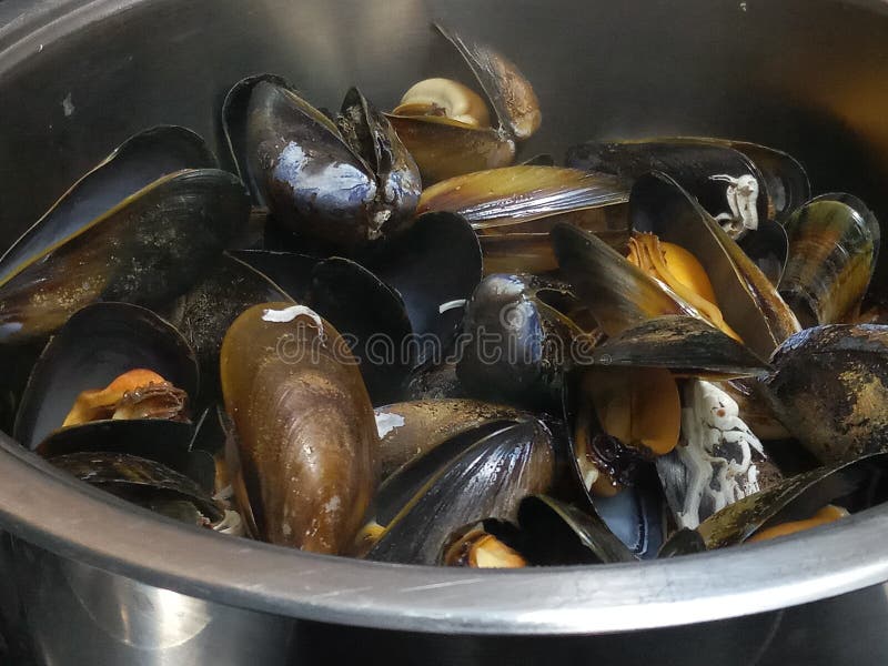 Hot opened boiled mussels stock image. Image of shiny - 110146763