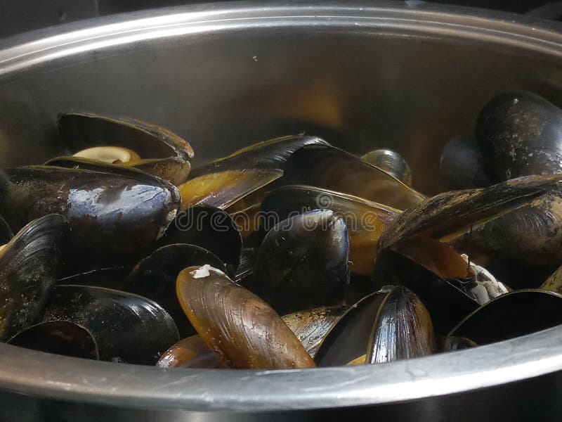 Hot opened boiled mussels stock image. Image of mussels - 110146775