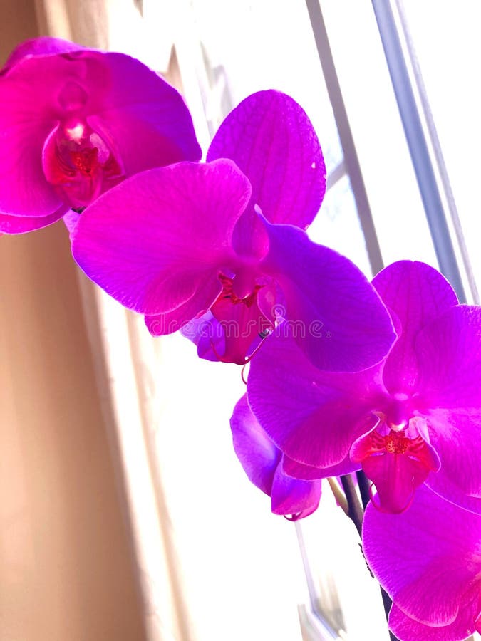 Hot orchid stock photo. Image of lived, purple, orchid - 242587822
