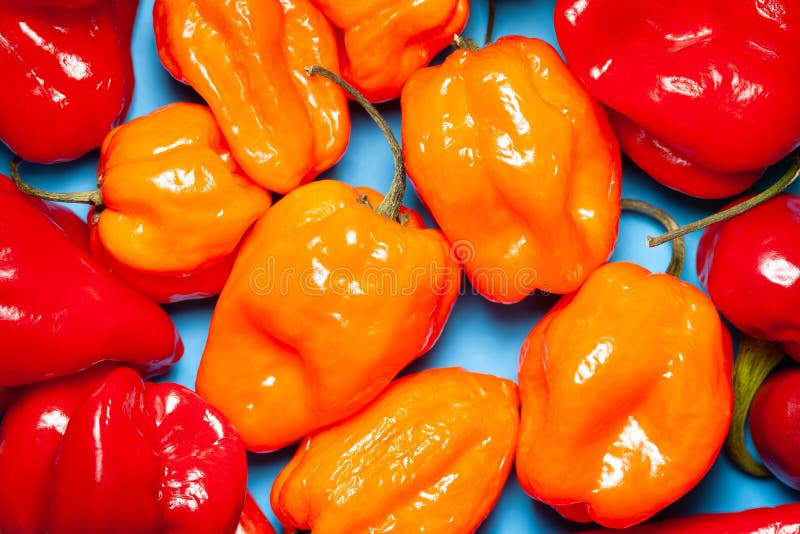 Hot Pepper. Chili Peppers Texture. Top View Pile of Hot Peppers Stock ...