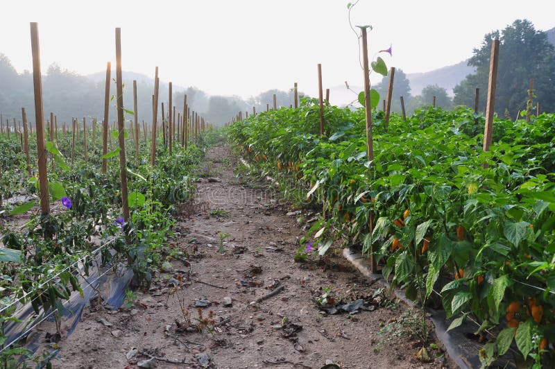 Pepper farm stock image. Image of blue, bell, rows, backgrounds - 26080785