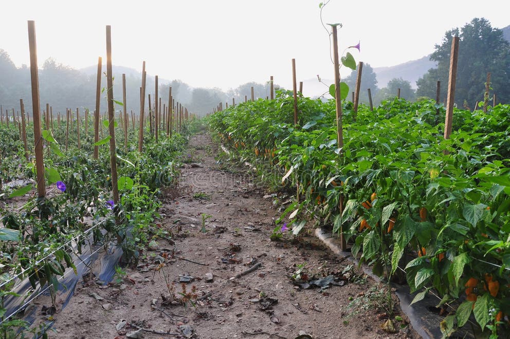 Hot Pepper Farm stock photo. Image of freshness, farming - 26621666