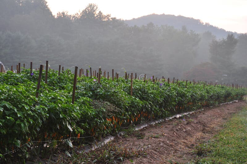 Hot Pepper Farm stock photo. Image of capsicum, pepper - 26621690