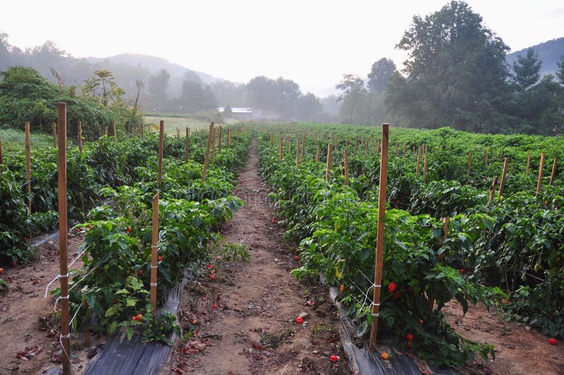 Pepper farm stock image. Image of produce, growing, food - 9409129