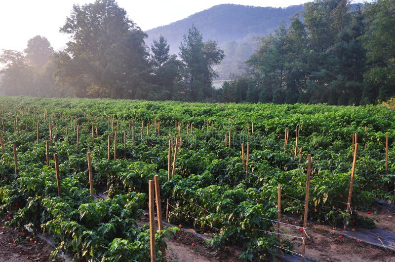Hot Pepper Farm stock image. Image of bell, garden, fruit - 26621829