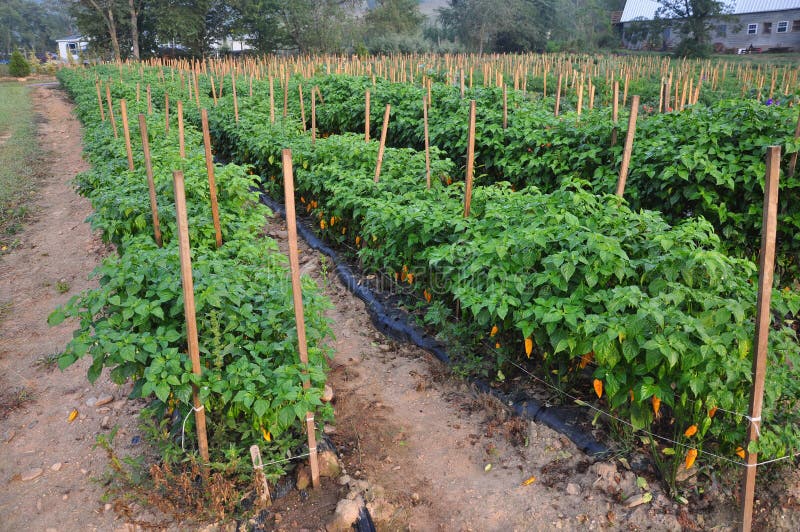 Chilli Farm stock photo. Image of farming, flavor, field - 20977080