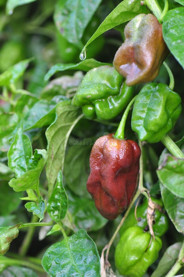 Pepper farm stock image. Image of produce, growing, food - 9409129