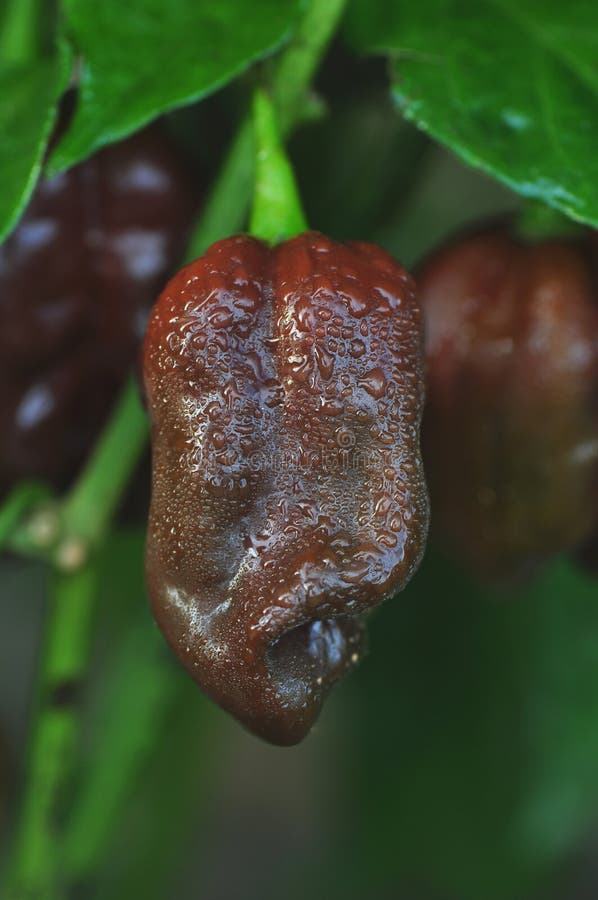Hot Pepper Farm stock photo. Image of garden, jalapeno - 26621868