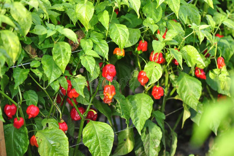 Red Chili Bell Pepper Plant Stock Image - Image of farm, pepper: 6936191