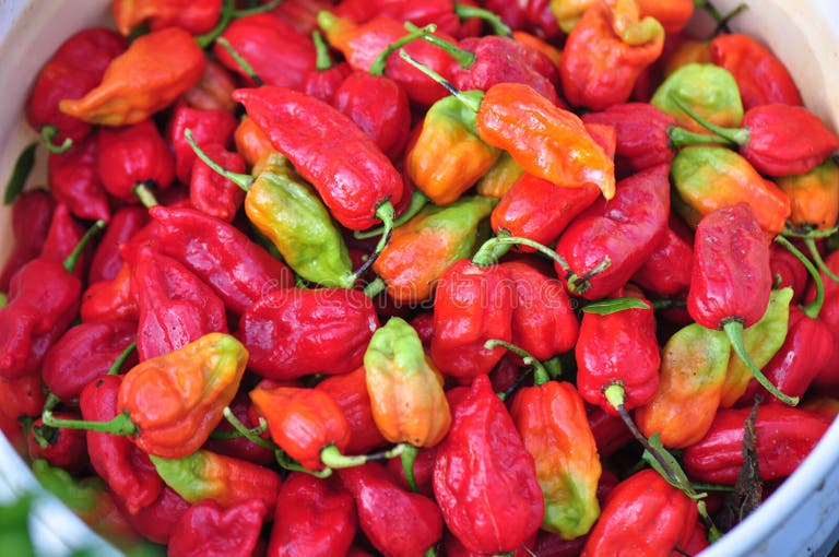 Hot Pepper Farm stock image. Image of capsicum, farm - 26622005