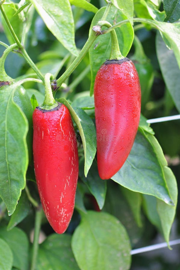 Hot Pepper Farm stock image. Image of food, agriculture - 26621637