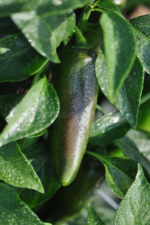 Hot Pepper Farm stock image. Image of habenero, pepper - 26622163