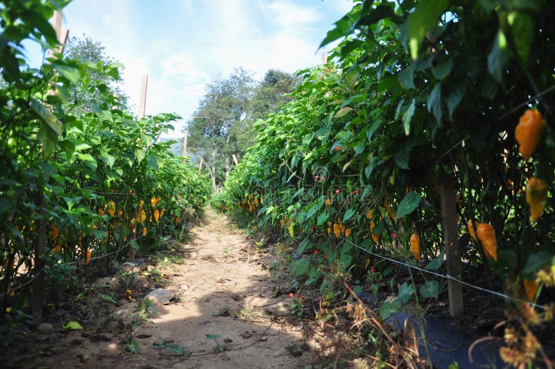 Pepper farm stock photo. Image of village, pepper, fields - 39876502
