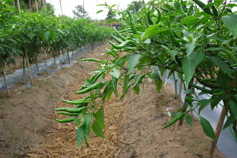 Hot pepper field stock photo. Image of plantation, spice - 47144772