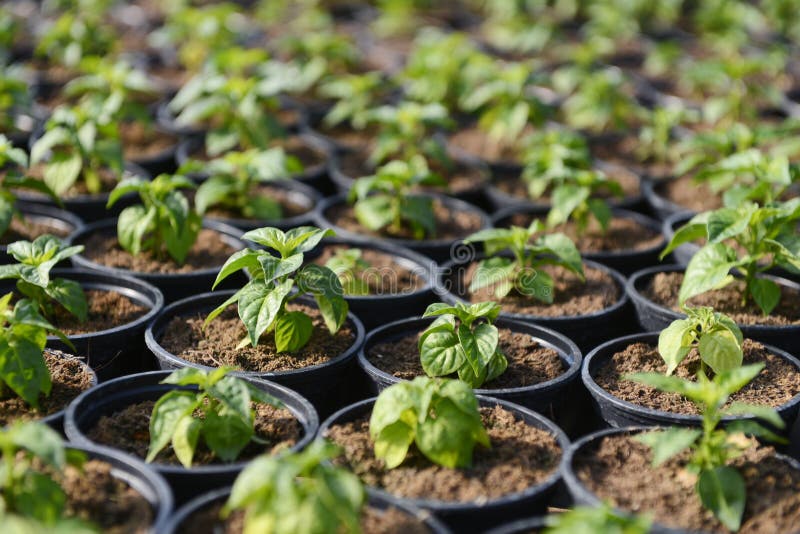 Hot Pepper Saplings in Pots Stock Image - Image of greenhouse, spice ...