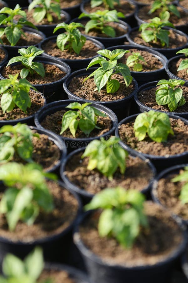 Hot Pepper Saplings in Pots Stock Photo - Image of sapling, seed: 52824496