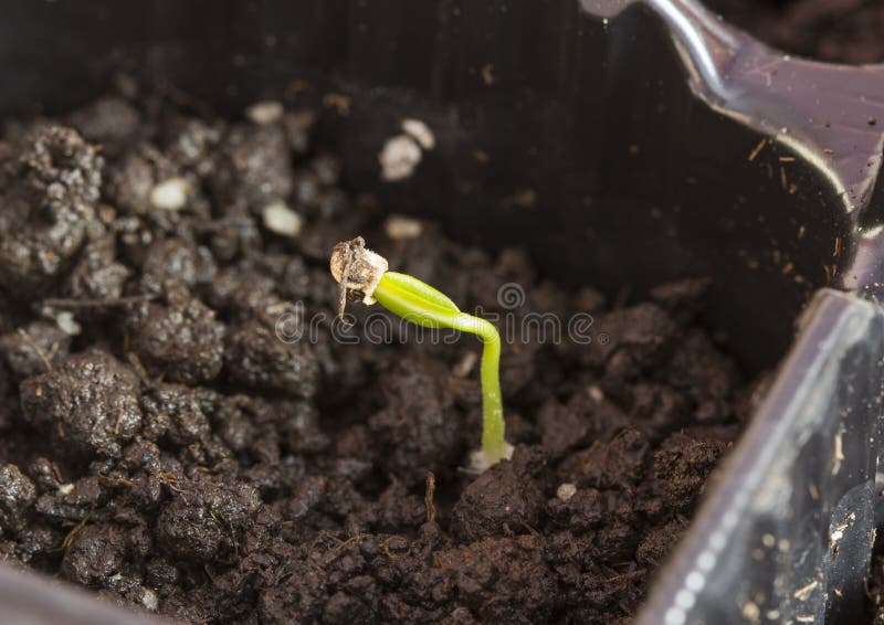 Hot Pepper Sprout with a Seed on the Head Stock Photo - Image of ...