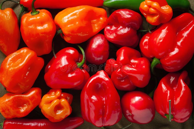 Hot Pepper. Pepper Texture. Heap of Hot Peppers Top View Stock Photo ...