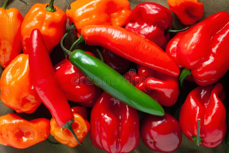 Hot Pepper. Pepper Texture. Pile of Hot Peppers Top View Stock Photo ...