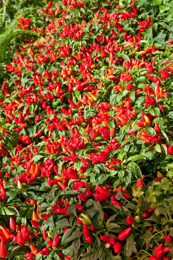 Hot Peppers in Garden stock photo. Image of chili, capsicum - 16453912