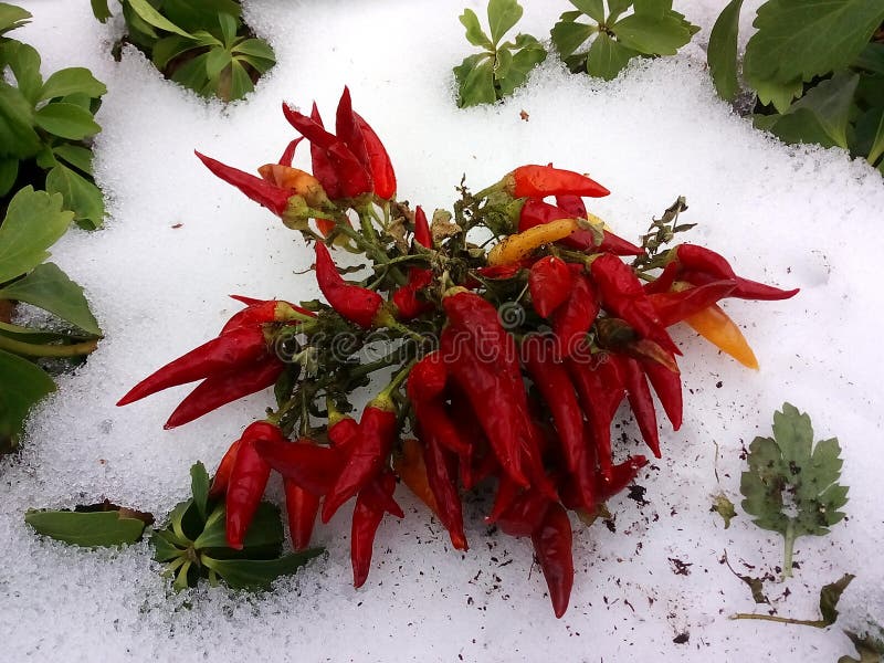 Hot Peppers in Snow stock photo. Image of white, chilis - 81117066