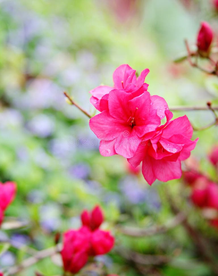18,802 Hot Pink Flowers Stock Photos - Free & Royalty-Free Stock Photos ...
