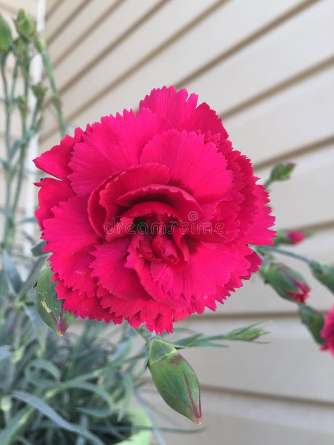 Hot pink carnation stock photo. Image of pink, carnation - 75551304