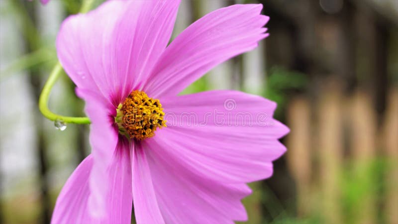 Hot Pink Cosmos Basking in the Sun Stock Photo - Image of sunlight ...