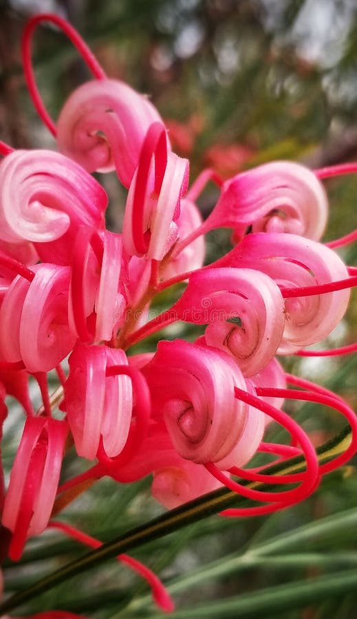 Pink Curly Roses and Small Vibrant Pink Roses on the Wooden Boar Stock ...