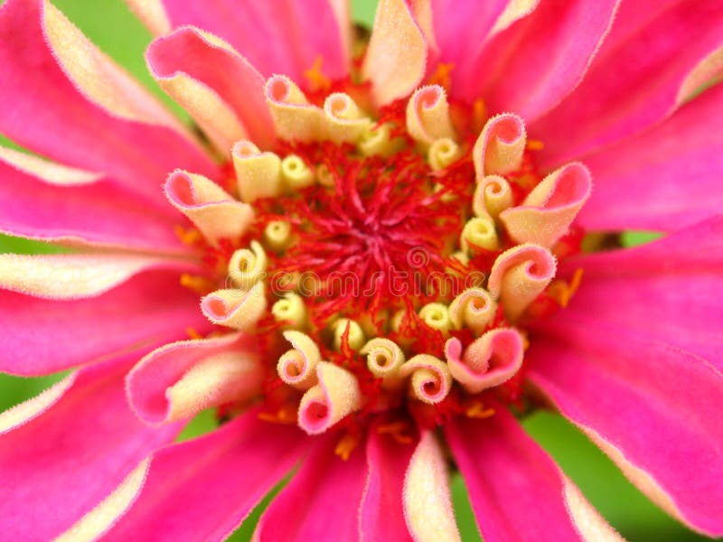 Hot pink flora stock photo. Image of pretty, macro, flower - 1062364