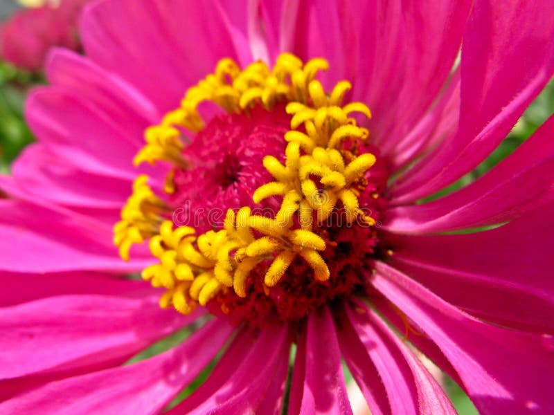 Hot Pink Flower stock photo. Image of yellow, flower - 28128404