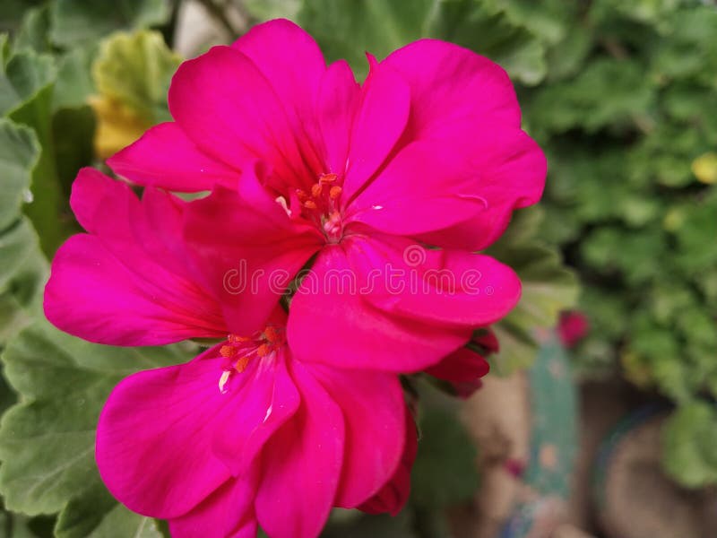 Hot Pink flower stock photo. Image of closeup, pink - 121708812