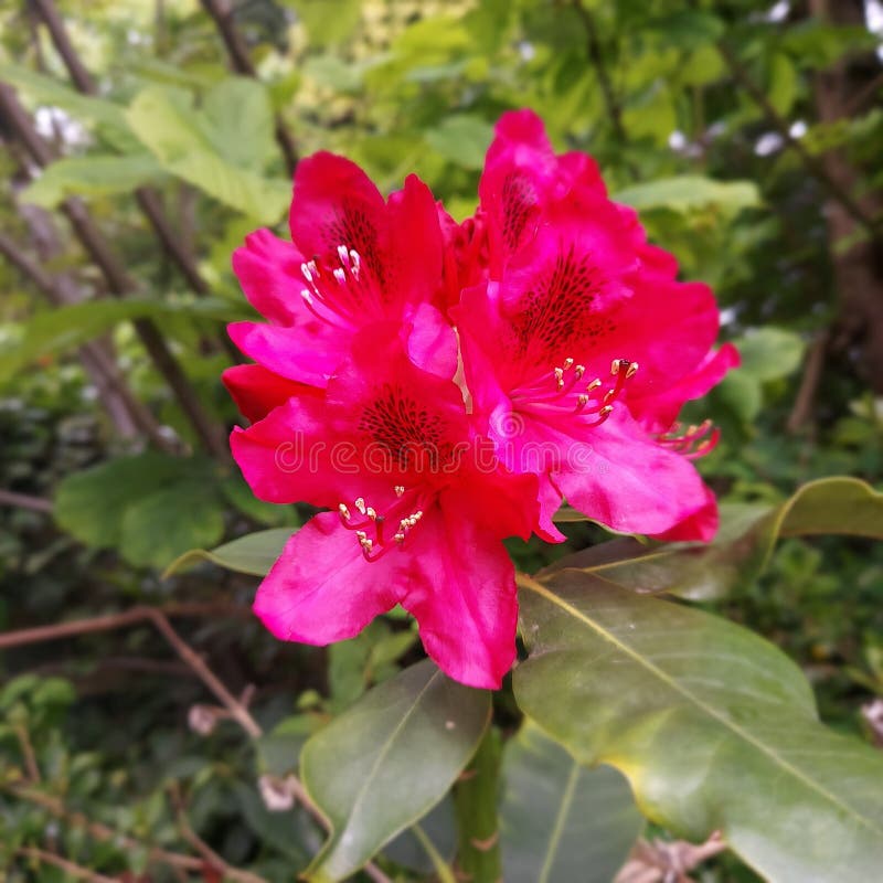 Hot Pink Rhododendron Flowers Stock Photo - Image of pink, petal: 247633024