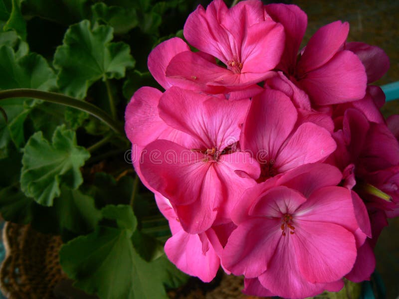 Hot Pink Geranium stock photo. Image of bush, flowers - 77768690