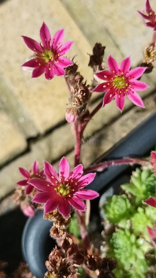 Hot pink mini star flowers stock photo. Image of star - 285591314
