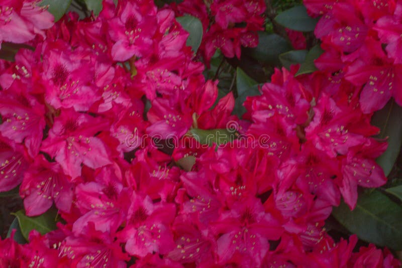Flowers stock photo. Image of blue, flowers, yellow, bonnets - 175336
