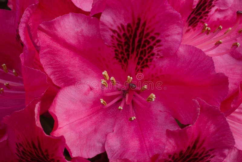 Hot Pink Rhododendron stock photo. Image of macro, pink - 183099264