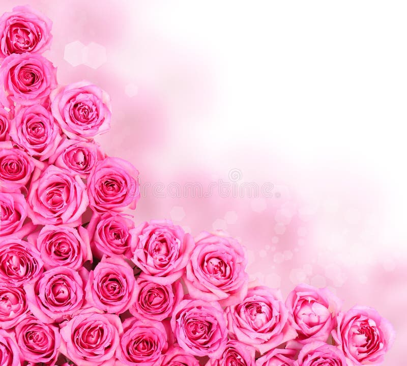 Hot Pink Roses. Border stock image. Image of flower, freshness - 38934037