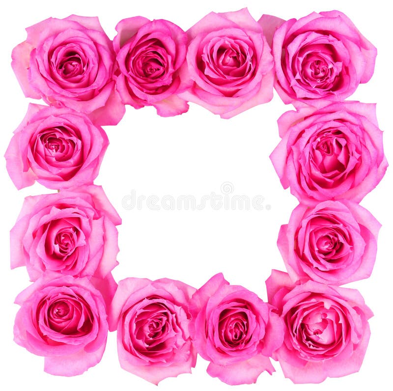 Pink roses border stock illustration. Illustration of wedding - 13756242