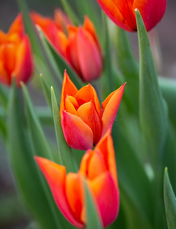 Hot Pink Tulips Growing in Spring Garden Stock Photo - Image of ...