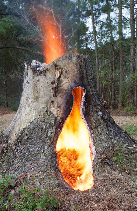 Hot plume stock photo. Image of flaming, wood, tree, orange - 42004824