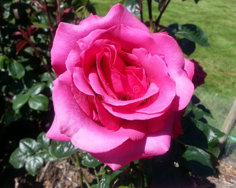 Hot Princess Rose stock photo. Image of pink, life, lostcoast - 98746504