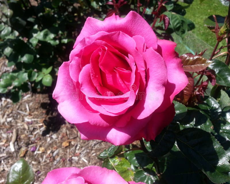 Hot Princess Rose stock image. Image of beautiful, idyllic - 98826473